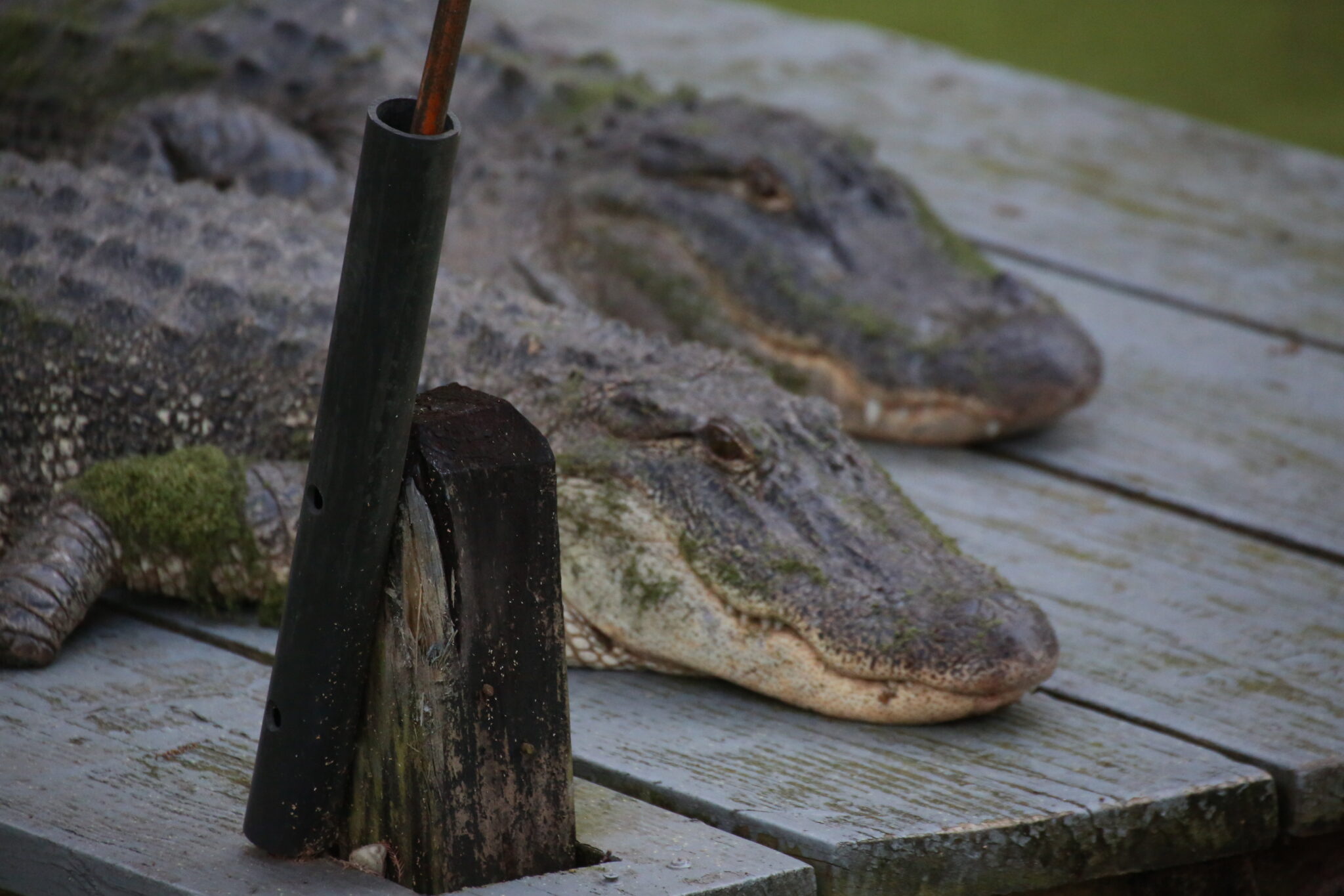 Shell-A-Bration - CRCL