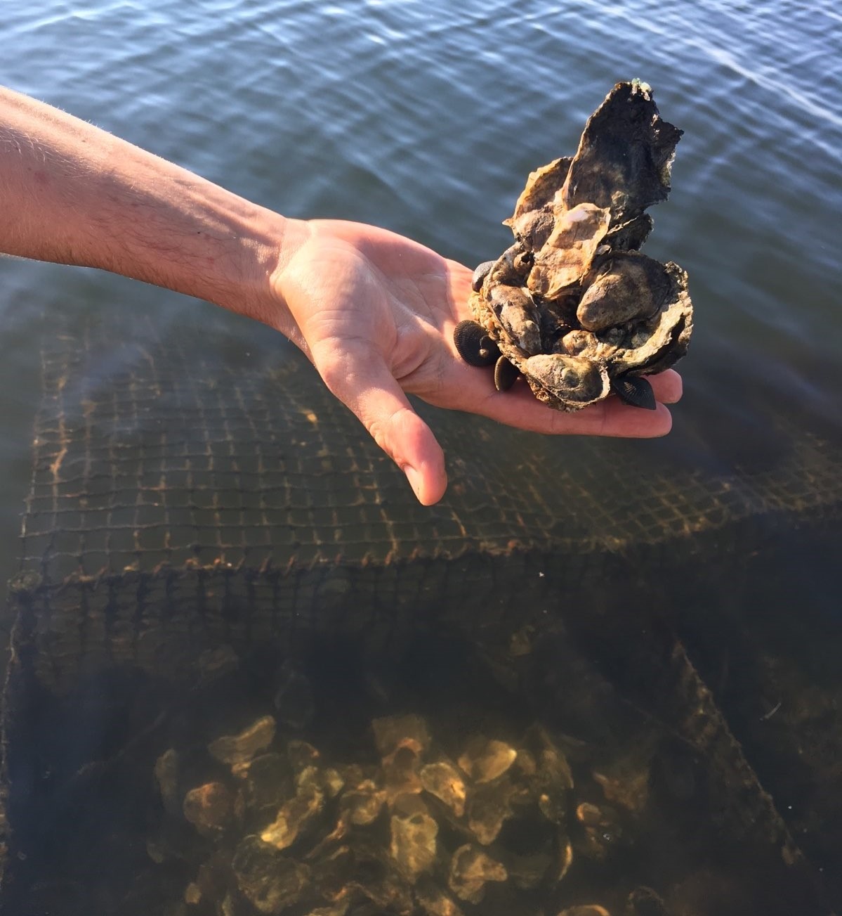 Reef Monitoring - CRCL