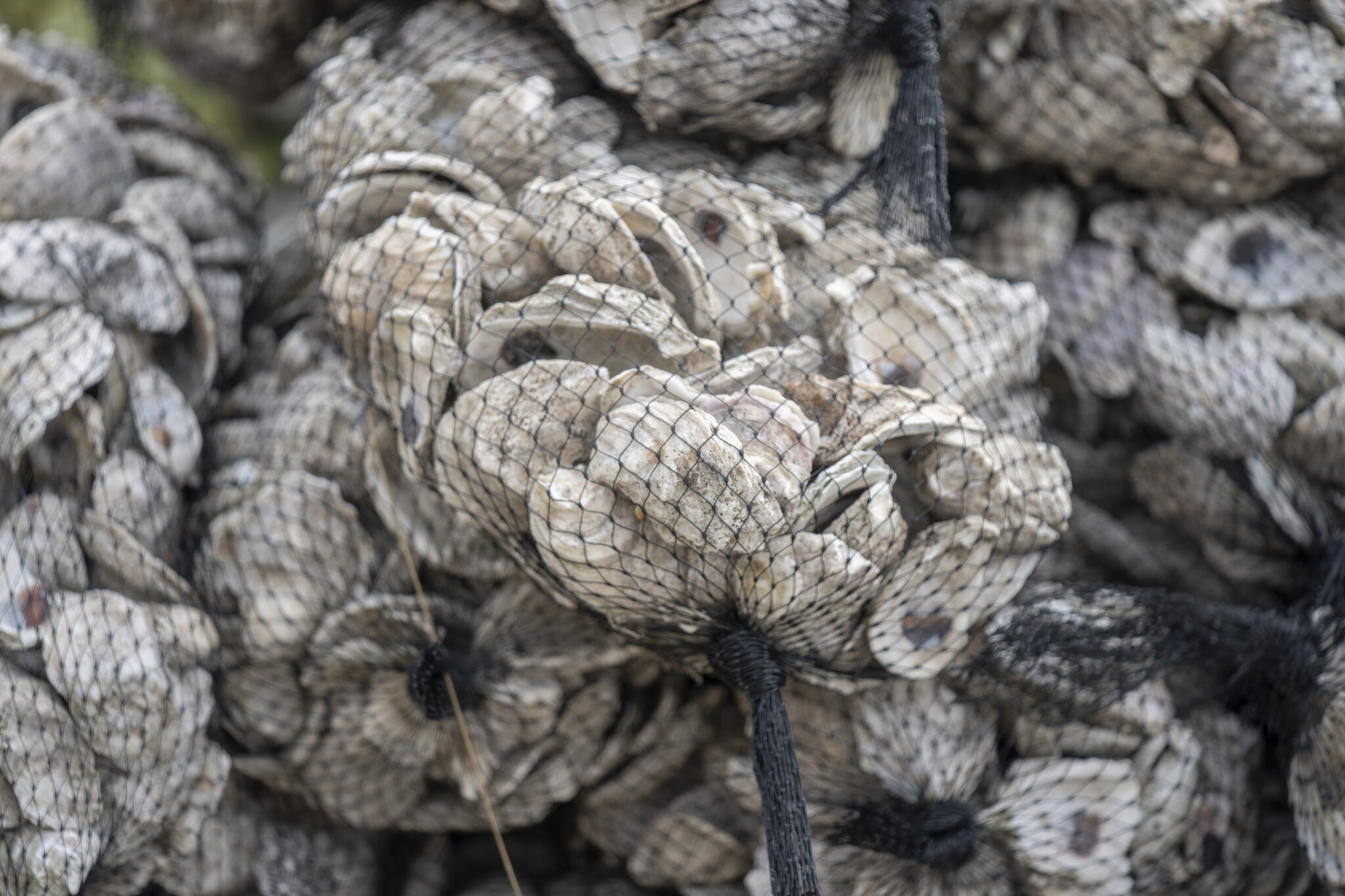 CRCL's Oyster Shell Recycling Program - CRCL